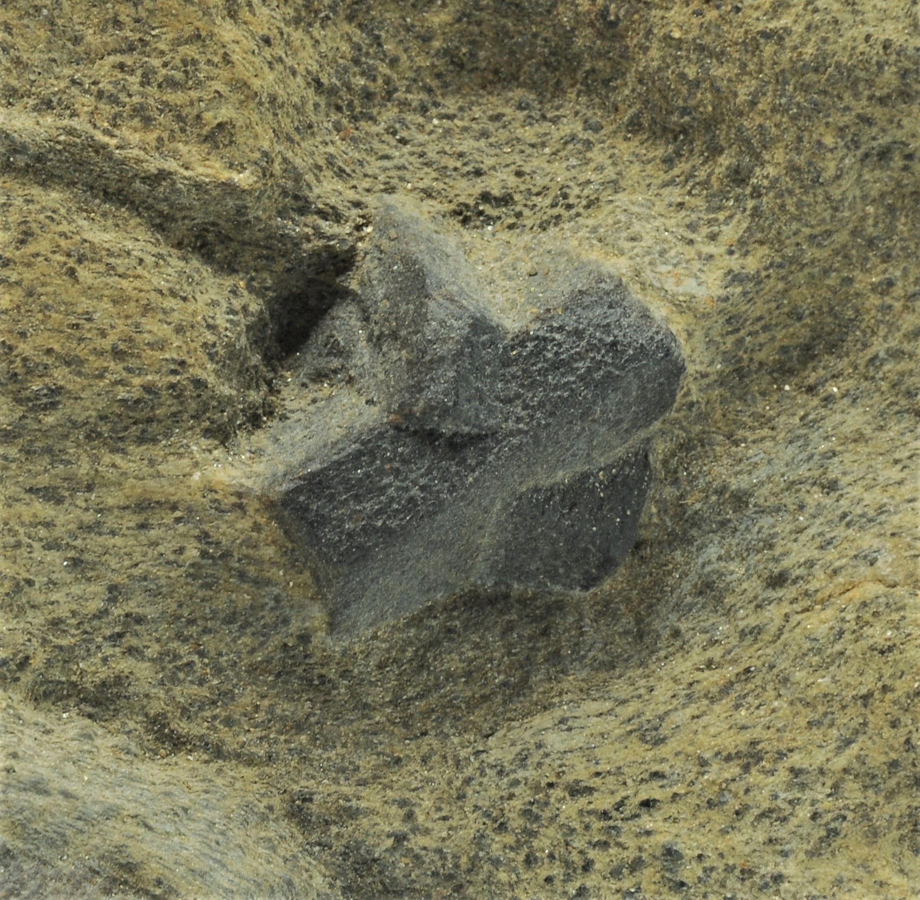 Staurotide (Staurolite), Coray – Scaër, Finistère, Bretagne.