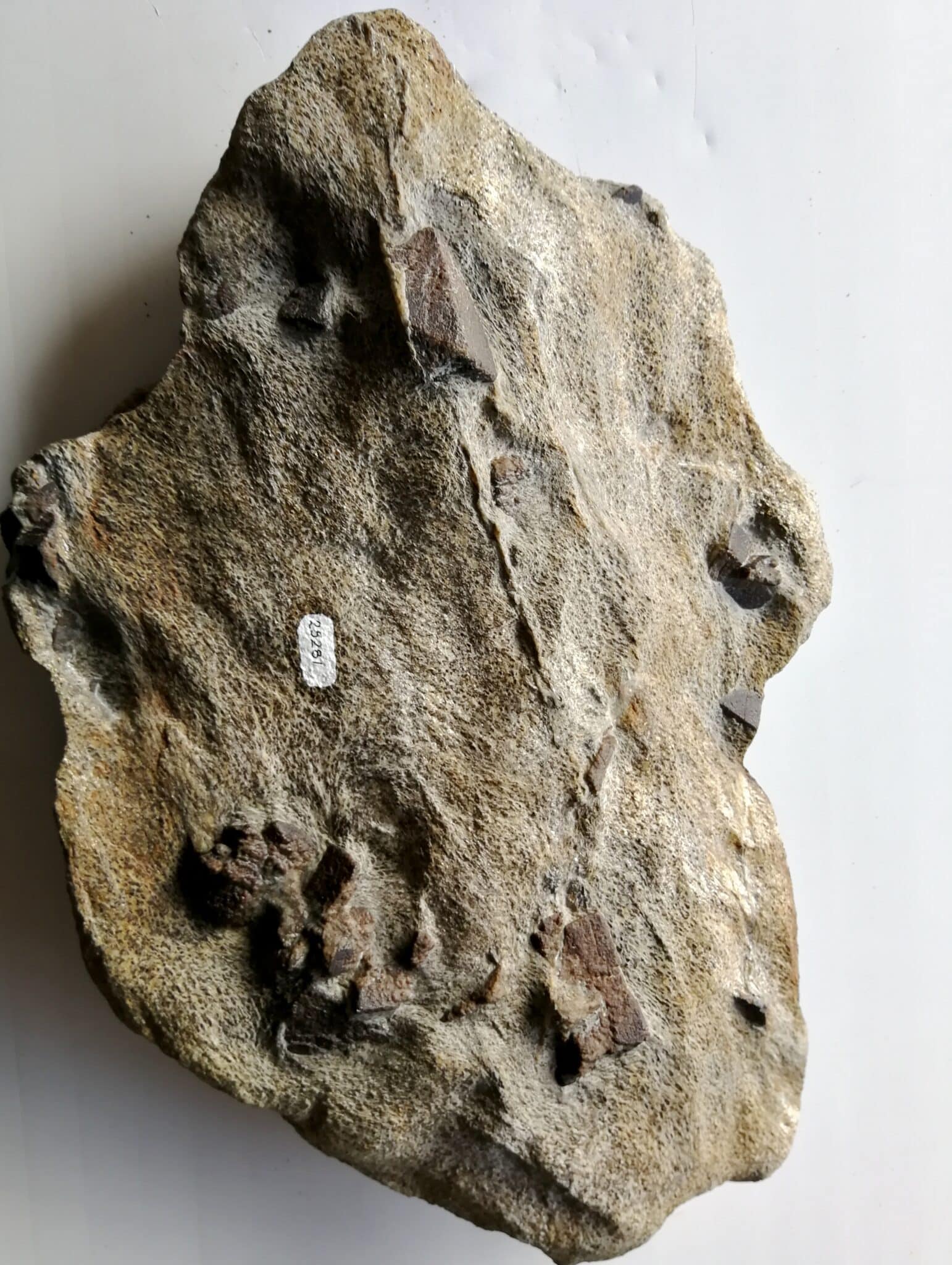 Staurotide (Staurolite), Coray – Scaër, Finistère, Bretagne.